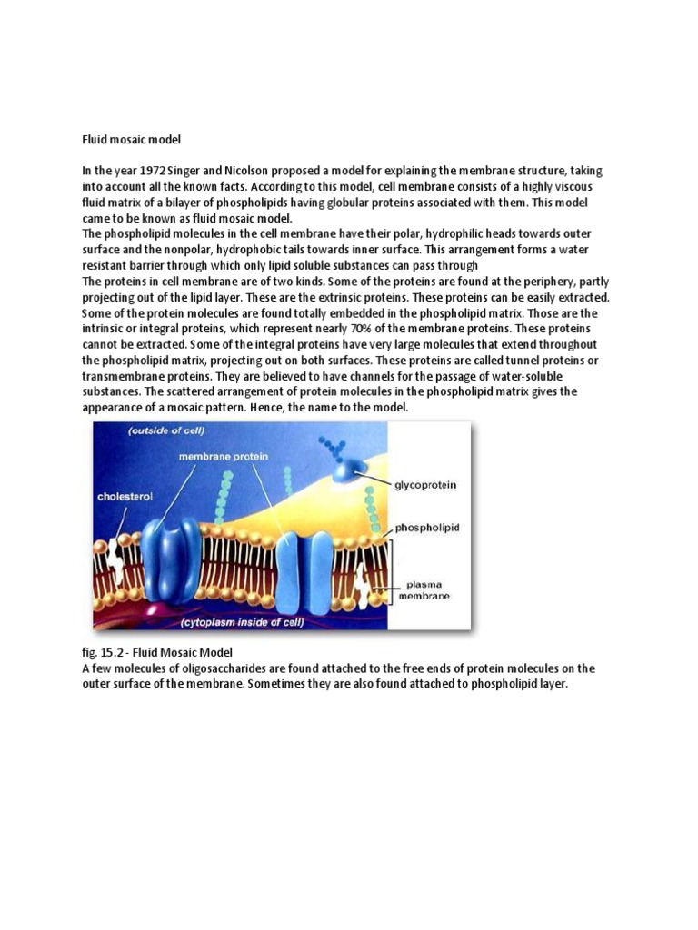 Fluid Mosaic Model | PDF | Cell (Biology) | Prokaryote