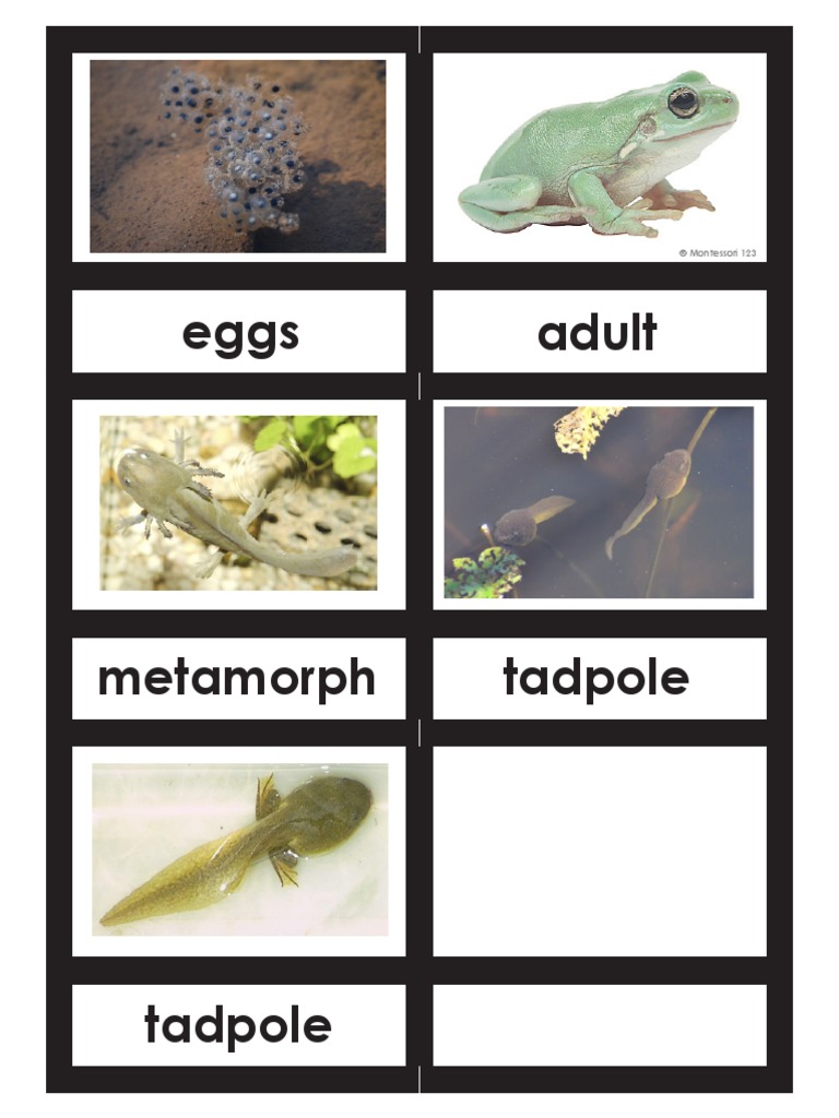 Montessori 123 Life Cycle Frog | PDF | Home & Garden