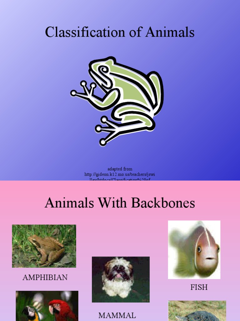Animal Classification | PDF | Skeleton | Mollusca