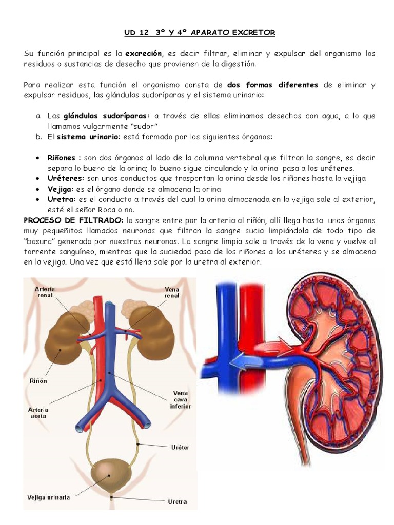UD 3º Y 4º APARATO EXCRETOR.pdf | Urinary System | Kidney