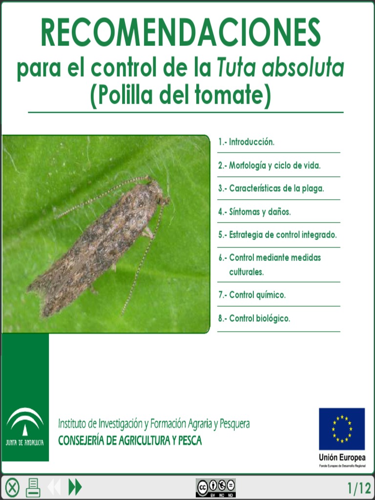 Recomendaciones Para El Control De La Tuta Absoluta Pdf Agricultura