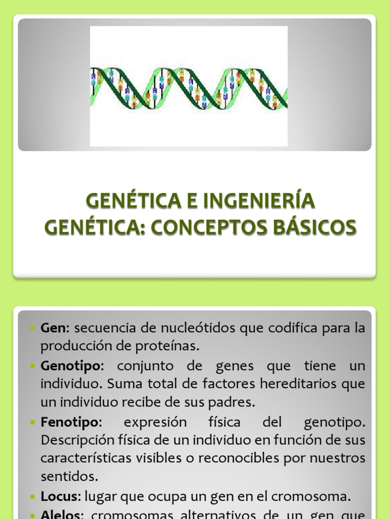 Conceptos Básicos de Genetica | PDF | Gene | Dominancia (Genética)
