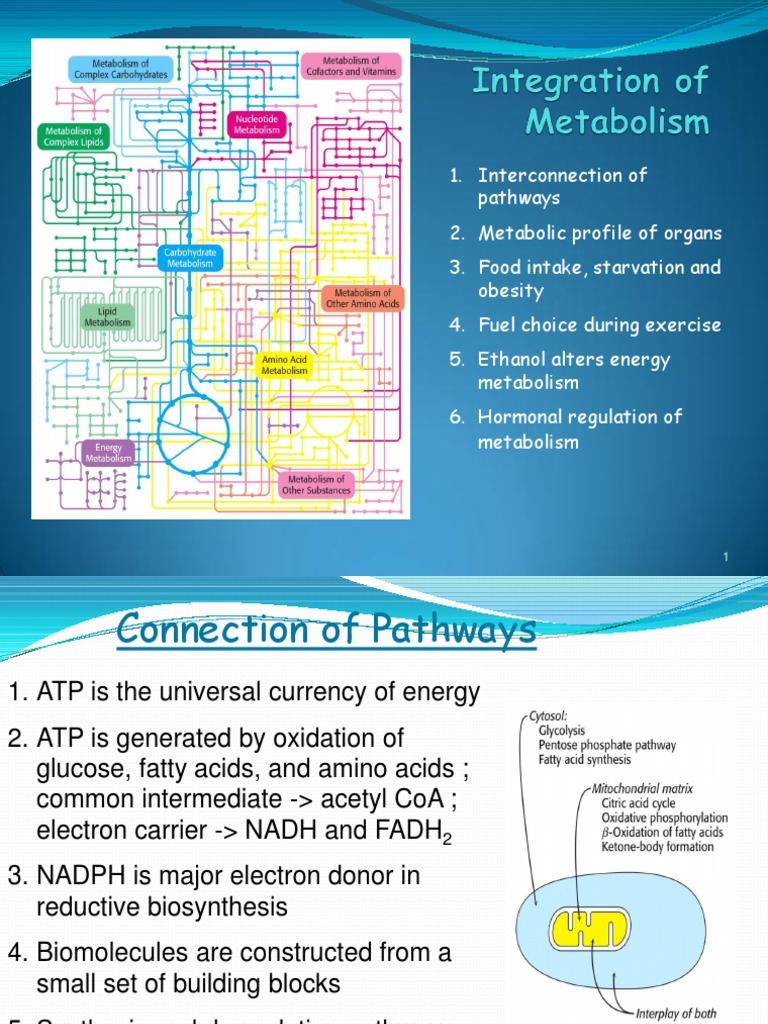 Integration of Metabolism | PDF | Metabolism | Glycogen