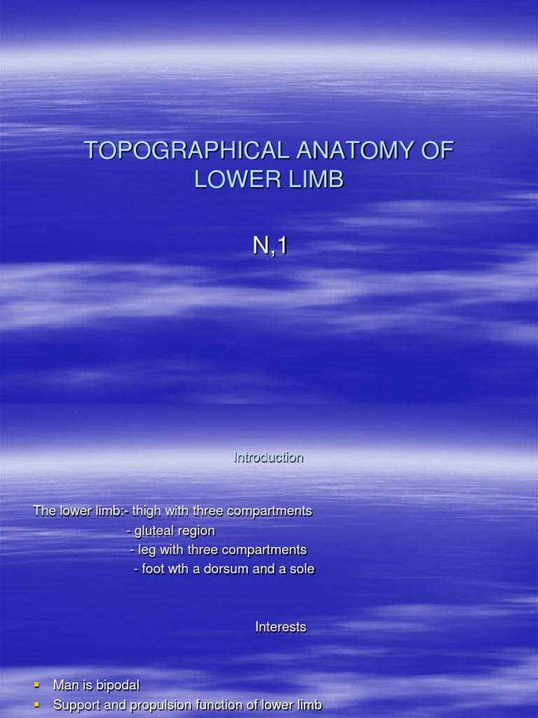 Topographical Anatomy of Lower Limb | PDF | Human Leg | Foot