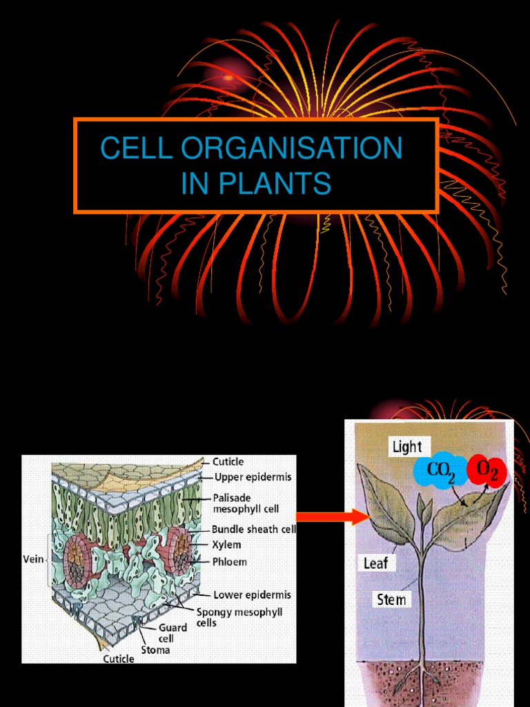 Cell Organisation in Plants | PDF | Tissue (Biology) | Root