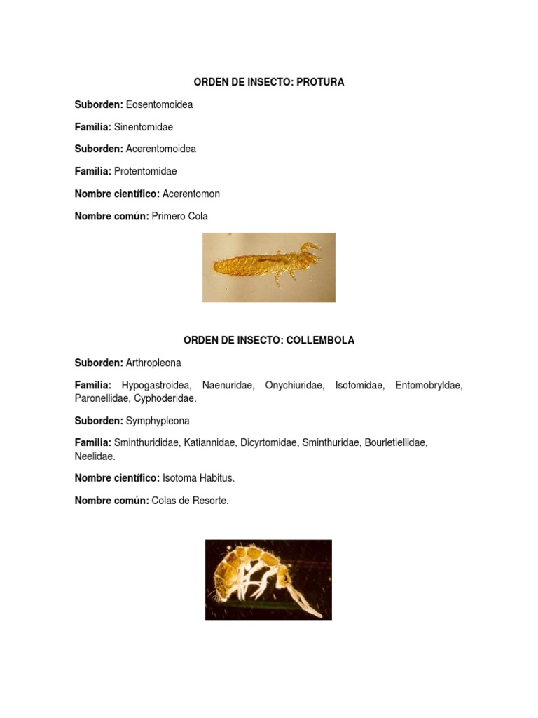 Orden de Insecto Jossma | PDF | Mosca | Insectos
