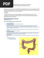 Transito Intestinal | PDF | Radiología | Rayo X