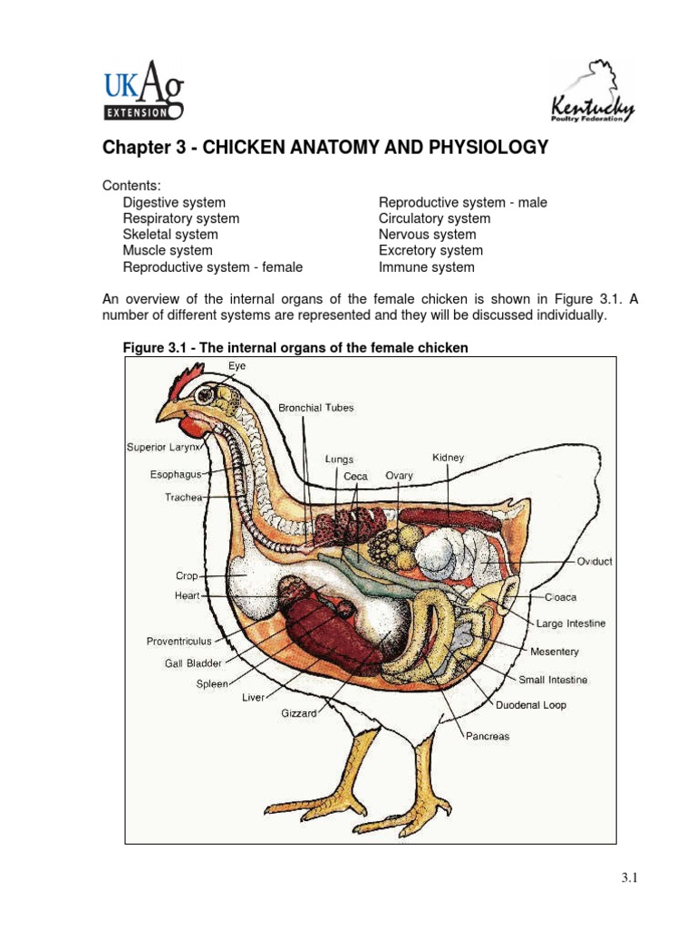Chicken Anatomy | PDF | Lung | Digestion