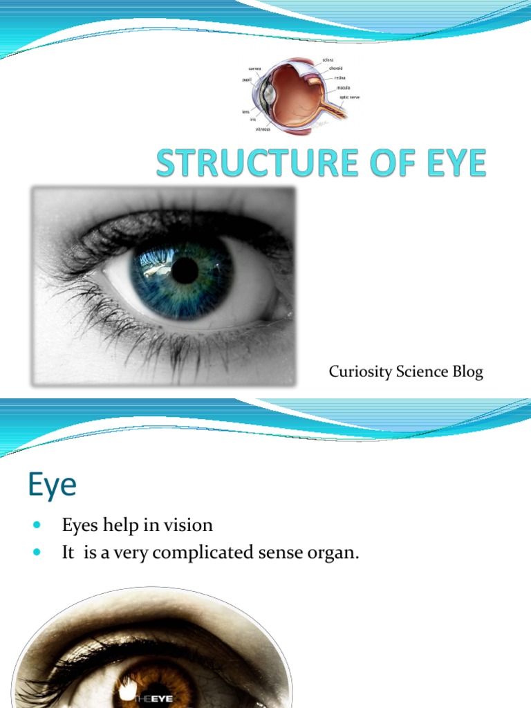Structure of Eye | PDF | Eye | Retina