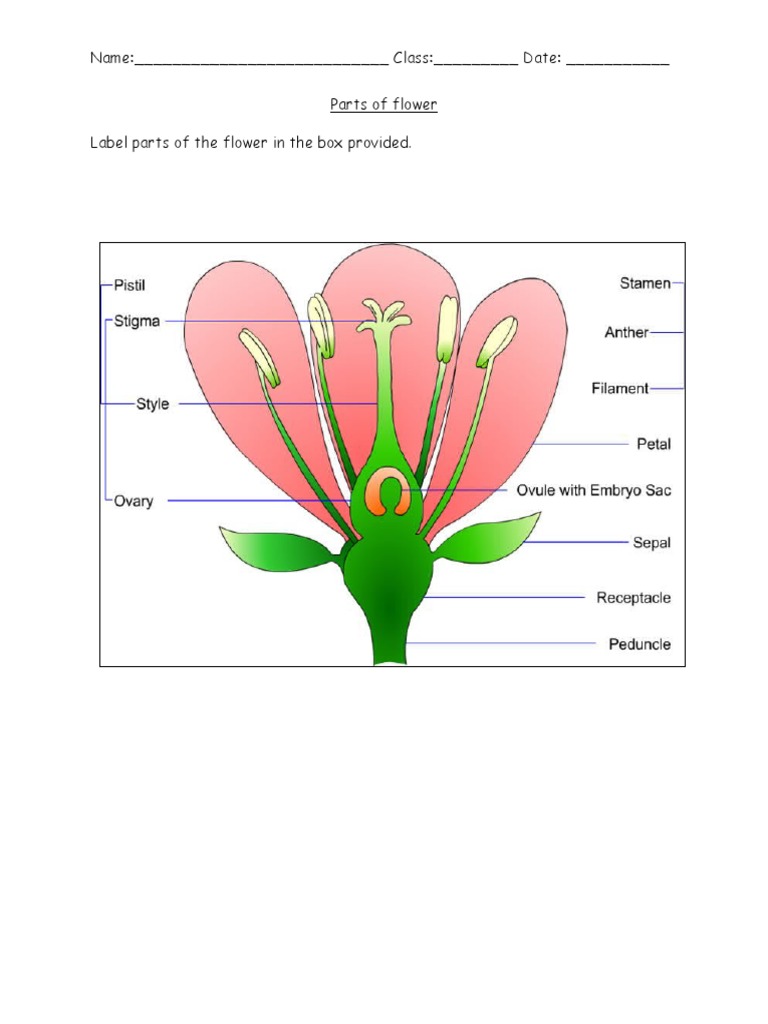 Flower Parts Labeling Worksheet | PDF