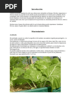 Proyecto-Señor Cabeza de Pasto | PDF