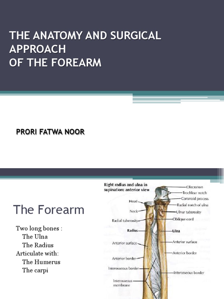 The Anatomy and Surgical Approach of Forearm | PDF | Elbow | Limbs ...