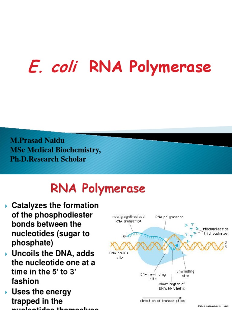 E. coli RNA Polymerase Functions & Structure | PDF | Rna | Ribosomal Rna