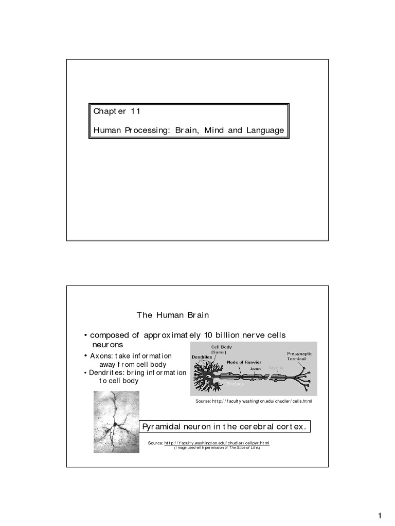 11 Brain & Language | PDF | Functional Magnetic Resonance Imaging | Brain