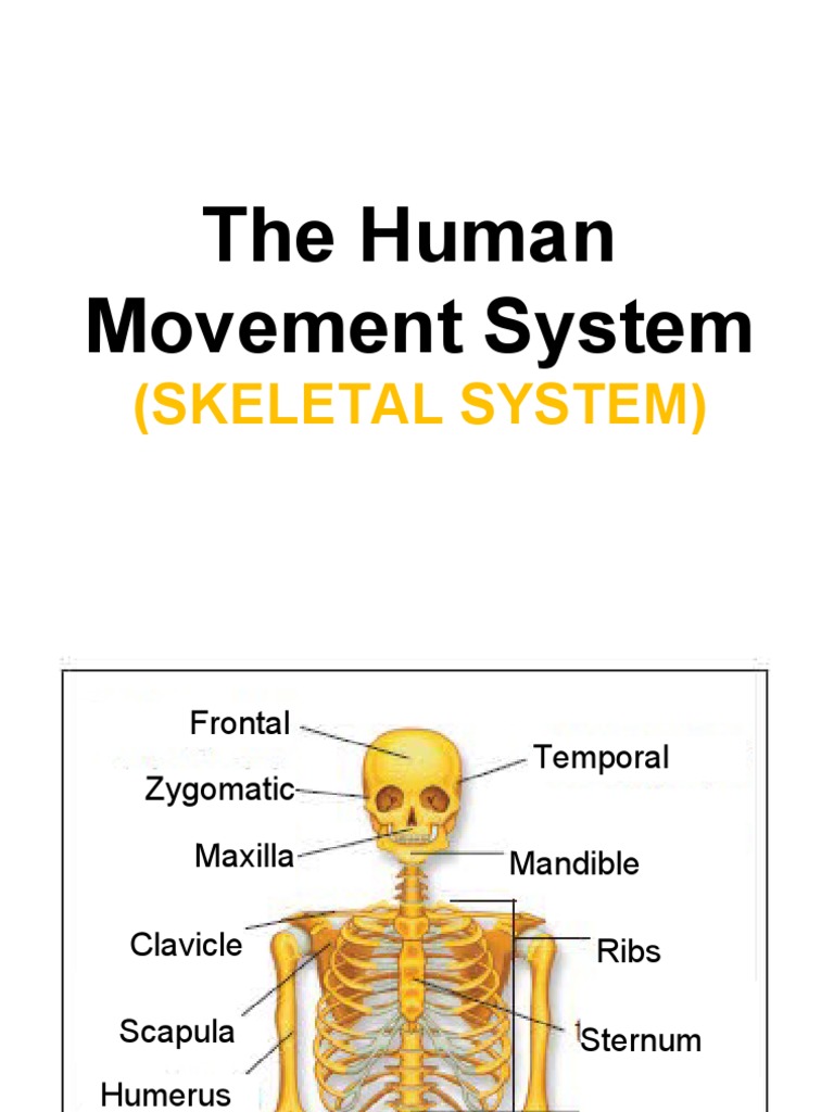 The Human Movement System | PDF