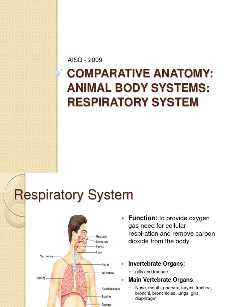 Respiratory System | PDF | Gill | Respiratory System