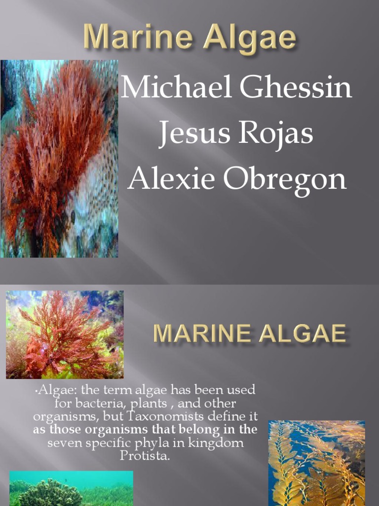 Overview of Marine Algae Types | PDF | Science & Mathematics ...