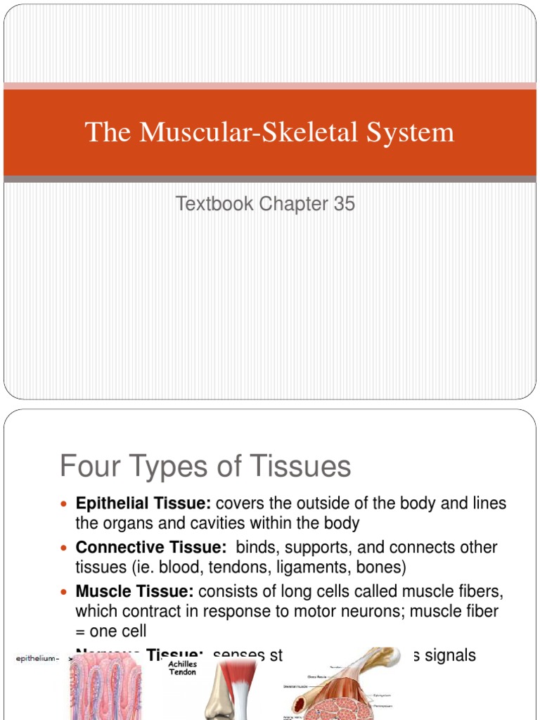The Muscular-Skeletal System: Textbook Chapter 35 | PDF | Muscle ...