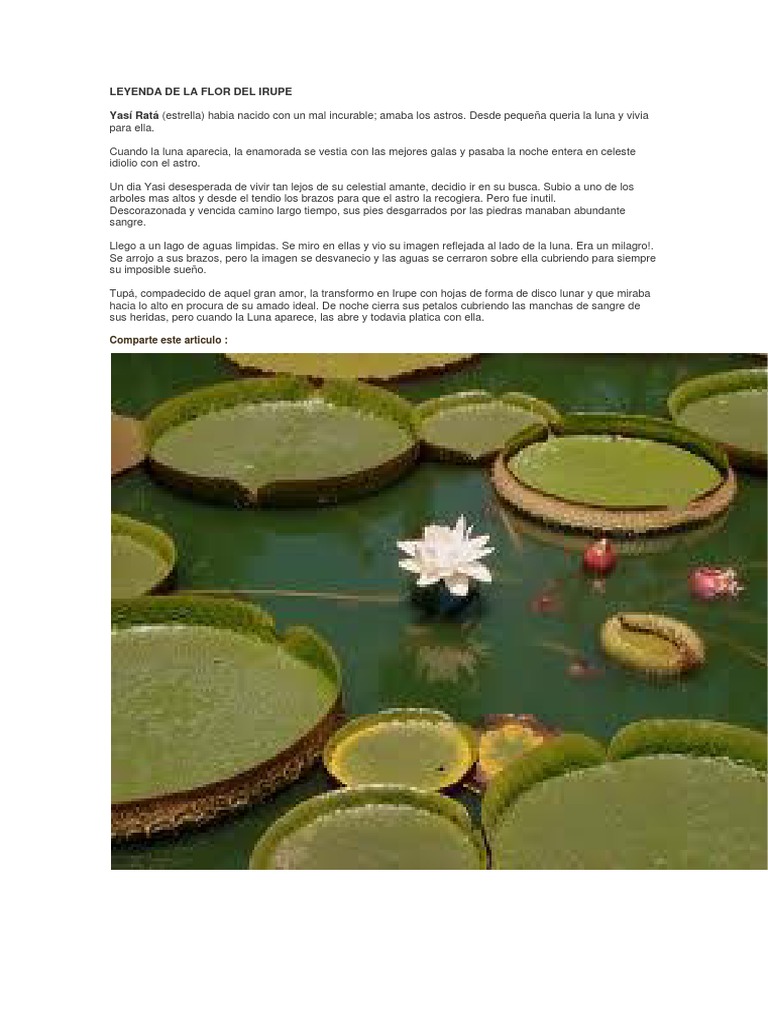 A Leyenda de La Flor Del Irupe | PDF
