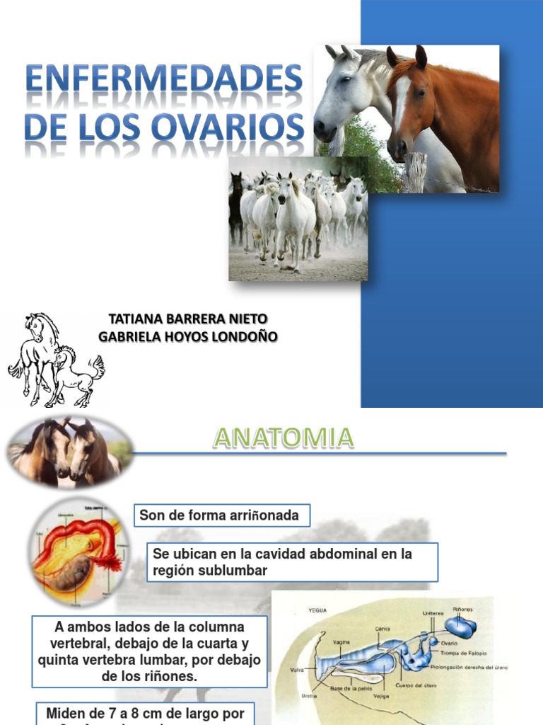 Enfermedades de Los Ovarios | Ovario | Útero