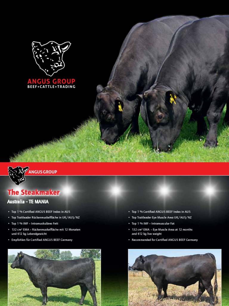 Catalog Material Seminal Angus | PDF | Calf | Cattle