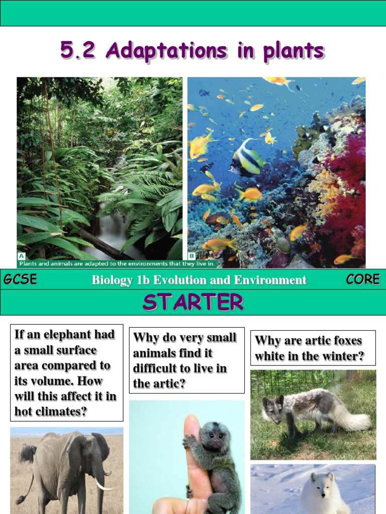 5.2 Plant Adaptation | Desert | Plants