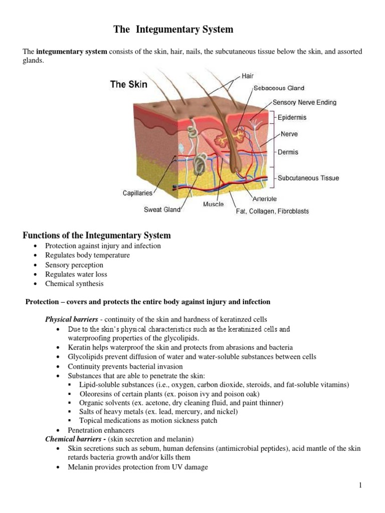 Integumentary System Handout | Skin | Epidermis