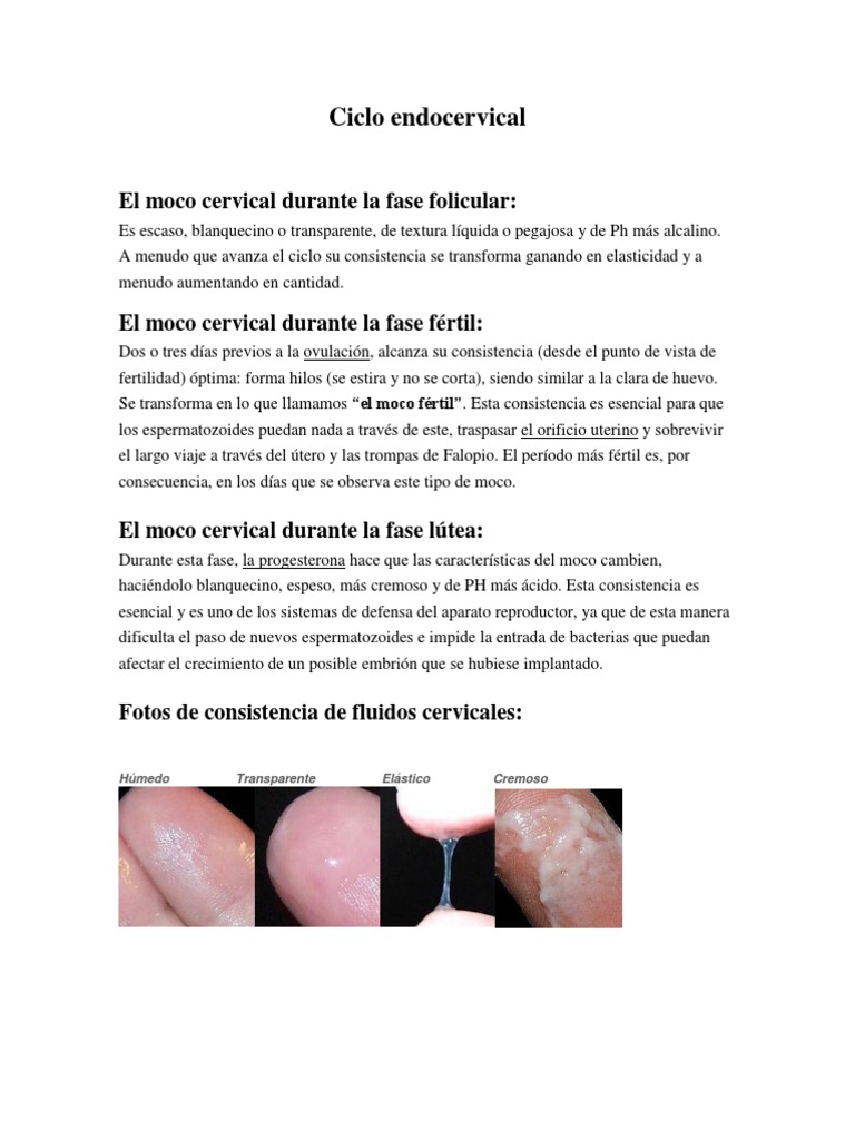 Ciclo del Moco Cervical | PDF