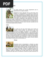 Historia de Las Jirafas | PDF | Evolución