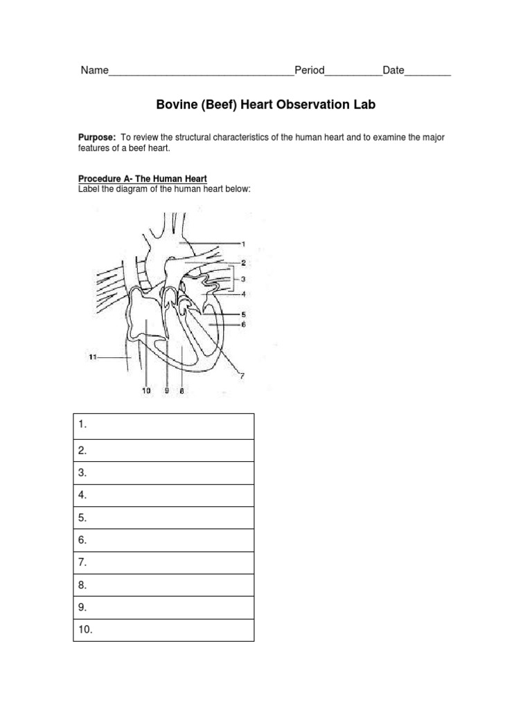cow heart lab | Heart Valve | Heart