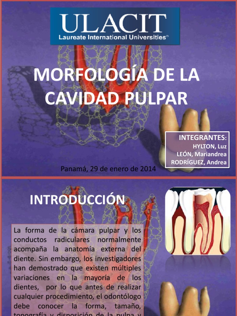 Anatomía Pulpar y Radicular Final | PDF | Diente humano | Anatomia dental