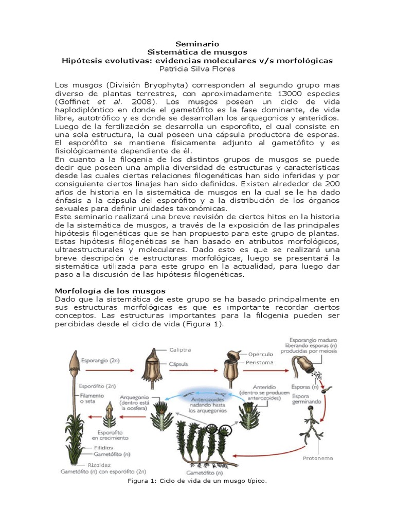 Sistemática y Filogenia de Musgos | PDF | Musgo | Plantas
