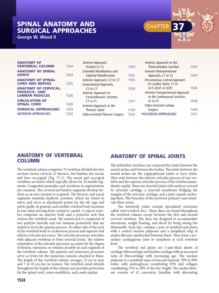 Spinal Anatomy & Surgical Approaches | PDF | Vertebra | Vertebral Column