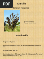 Ficha Tecnica Velfosato | PDF | Absorción (Química) | Agua