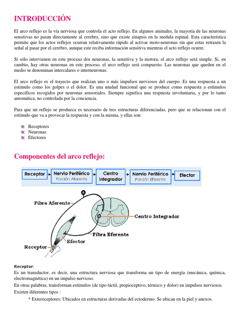 Arco reflejo: definición, componentes y mecanismo | PDF | Neurobiología ...