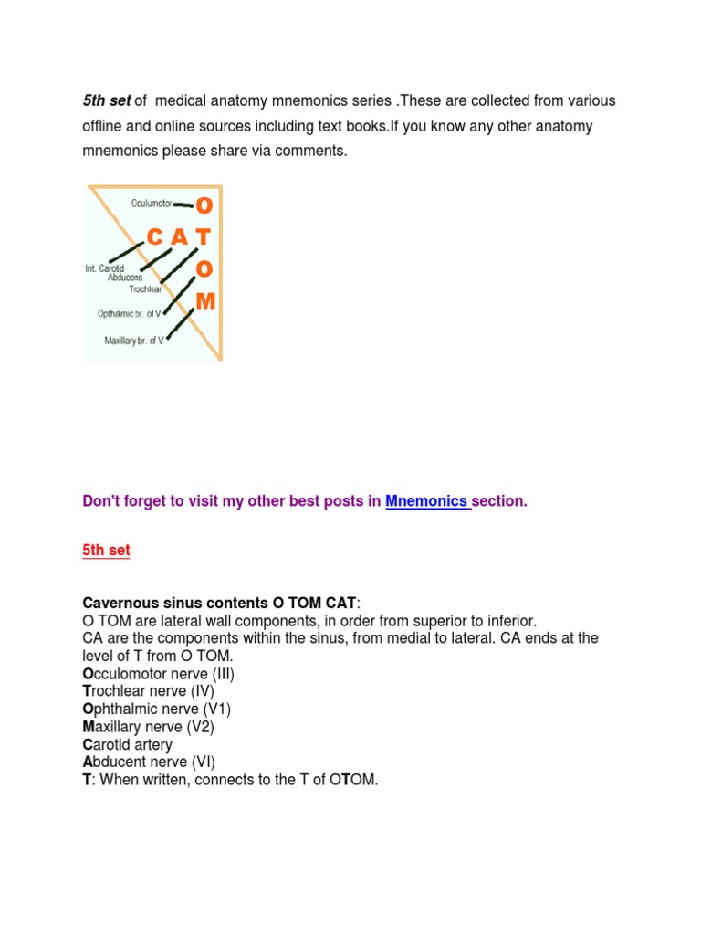 Anatomy Mnemonics | PDF | Common Carotid Artery | Anatomical Terms Of ...