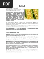 Ciclo de Vida Del Maiz | PDF