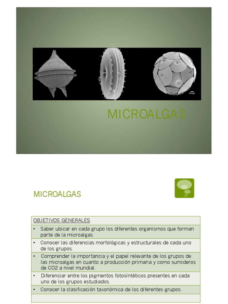 UD 2. Tema 3. División Euglenophyta | PDF | Algas | Fotosíntesis