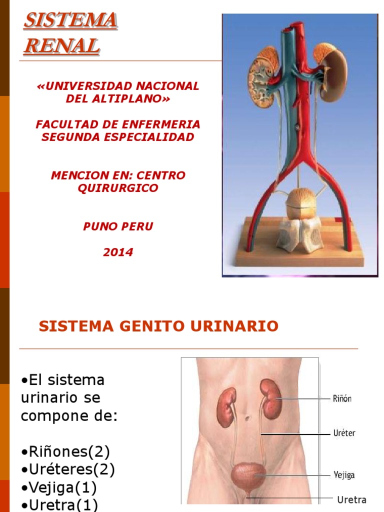 Exposicion Sistema Renal | Riñón | Sistema urinario