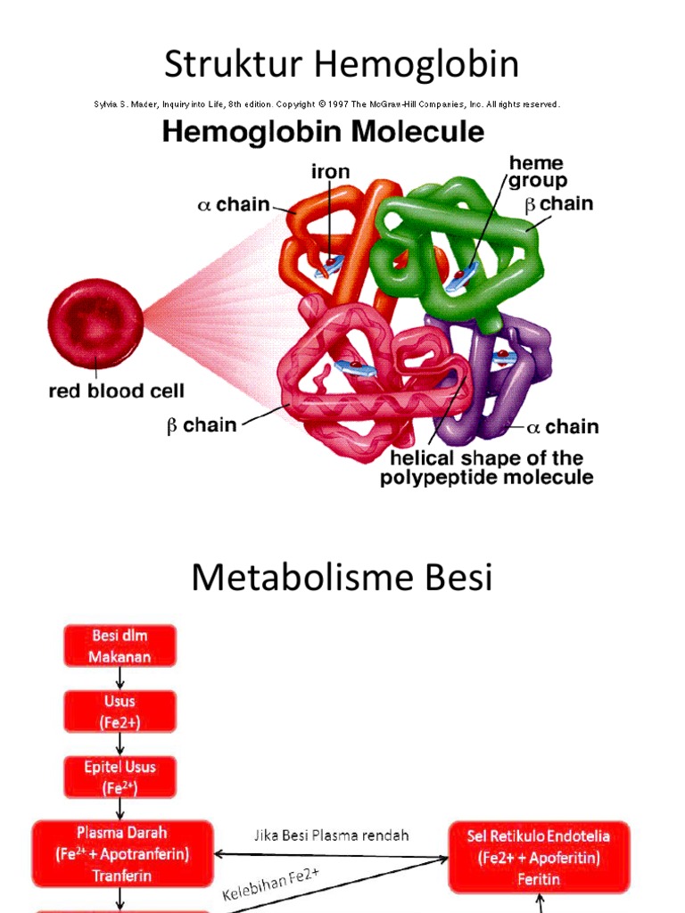 Struktur Hemoglobin, Sintesis Heme, Dan Met Besi | PDF