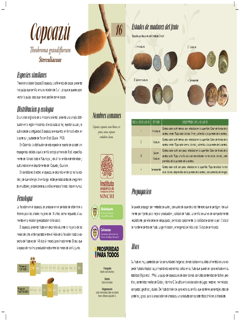 Copoazu | Fruta | Botánica