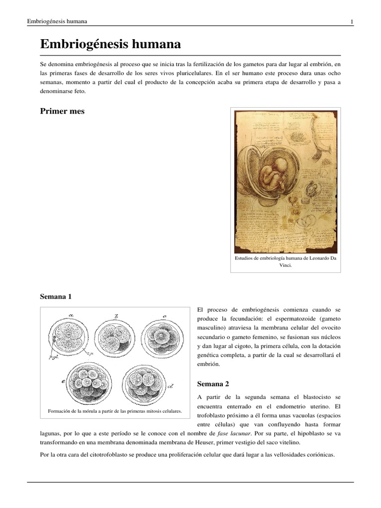 Embriogenesis Humana PDF | PDF | Reproducción | Biología del desarrollo