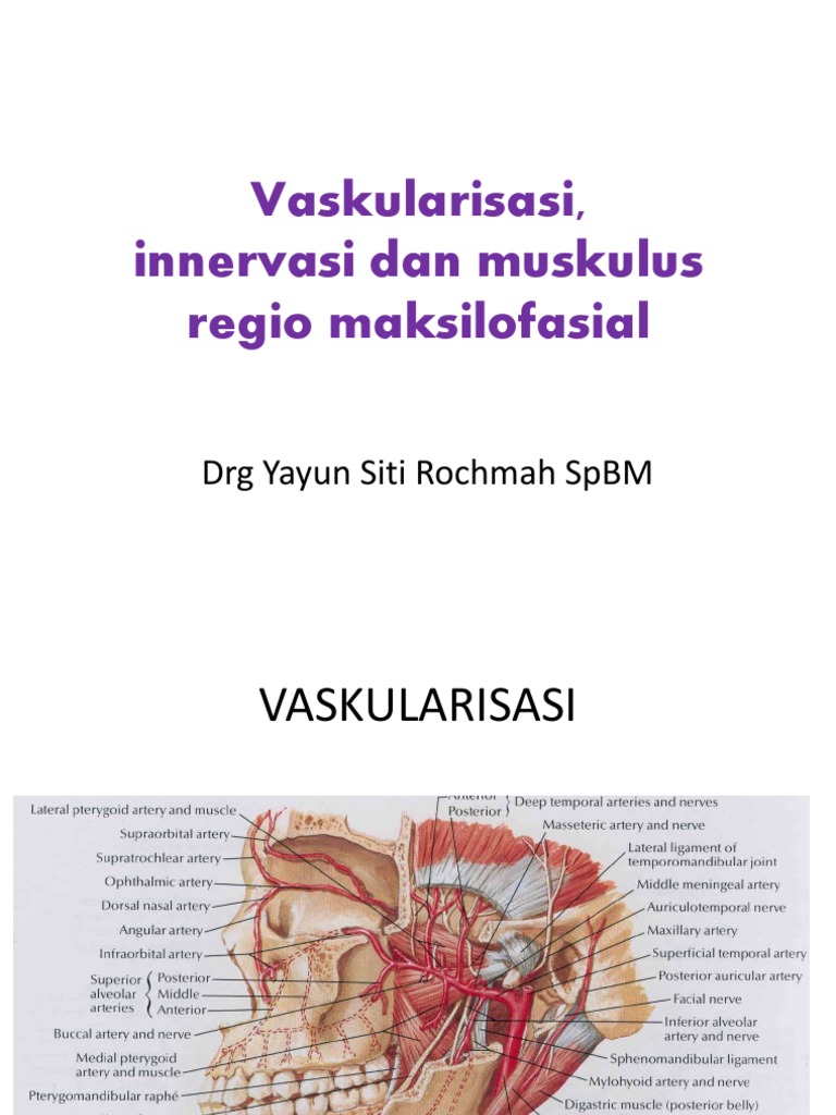 Vaskularisasi, Inervasi Dan Otot | PDF | Kesehatan Holistik | Sains ...
