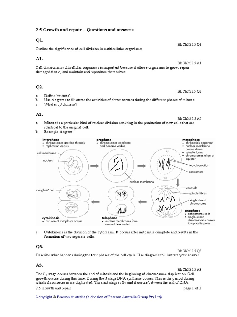 Chapter 1 Answers | PDF | Mitosis | Cell Cycle