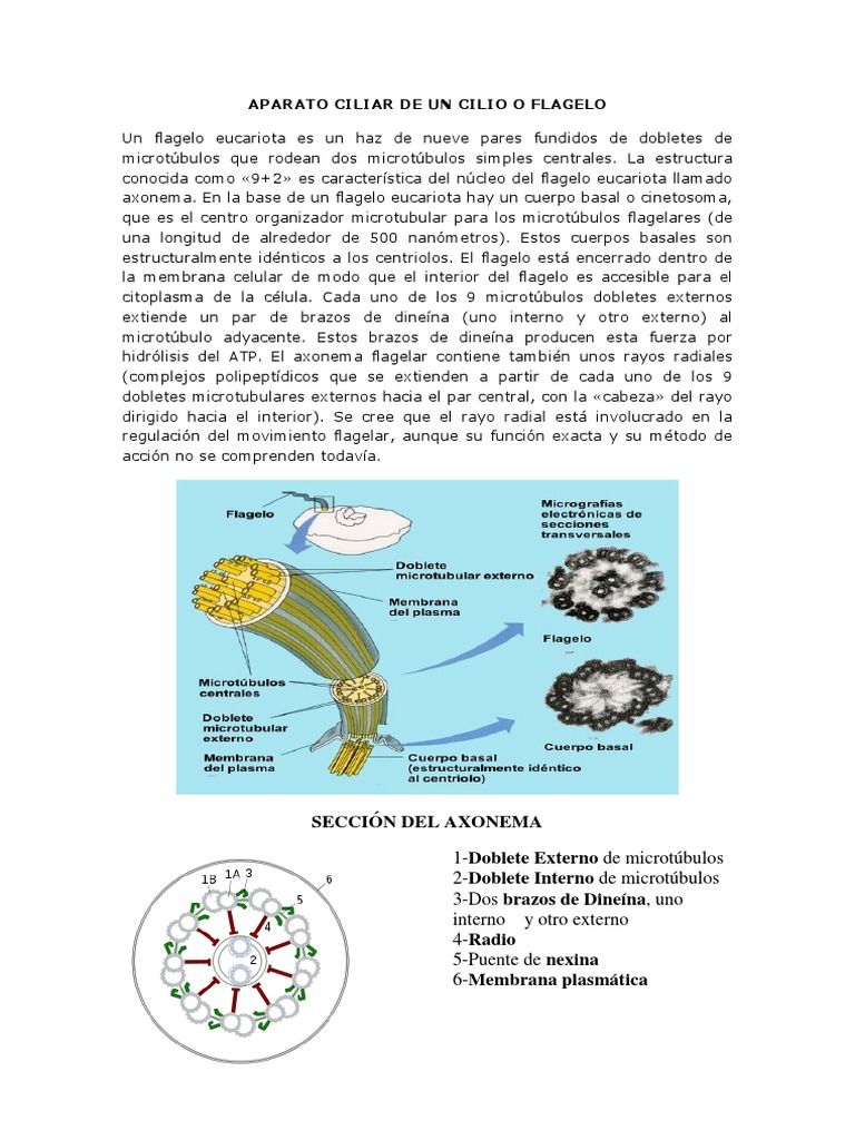 Estructura y Función del Axonema | PDF | Microtúbulos | Anatomía Celular