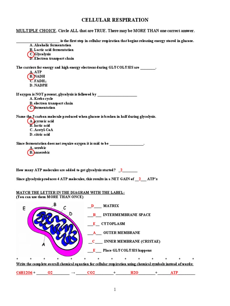 Cellular Respiration Review Worksheet Pro Worksheet - Vrogue Cellular Respiration Review Worksheet Pro Worksheet - Vrogue