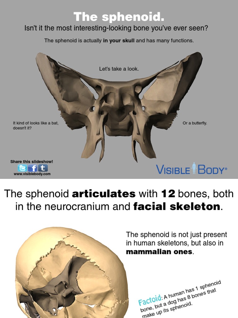The Anatomy and Functions of the Sphenoid Bone | PDF | Human Anatomy ...