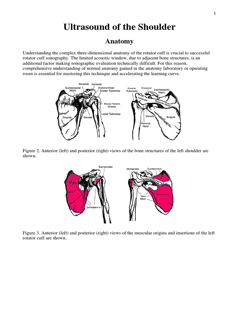 Ultrasound Shoulder Rotator Cuff Guide | PDF