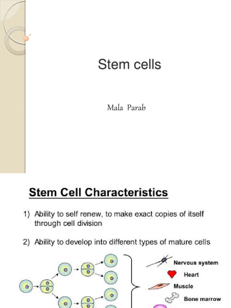 Stem Cells | Download Free PDF | Stem Cell | Cell Potency