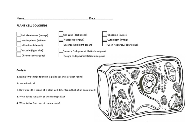 Plant Coloring: Cell Structures & Cell Organisation | PDF